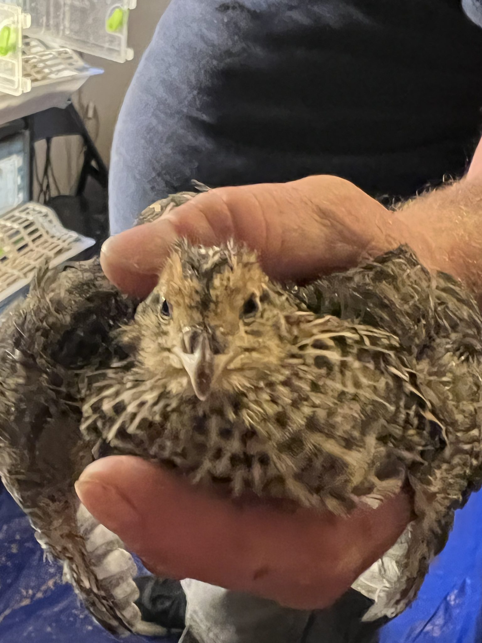 Jumbo Coturnix Quail – Laying Hens – Technica Farms