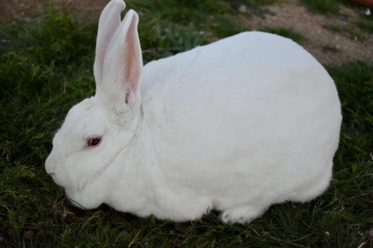 New Zealand – Great show or meat rabbit – Technica Farms
